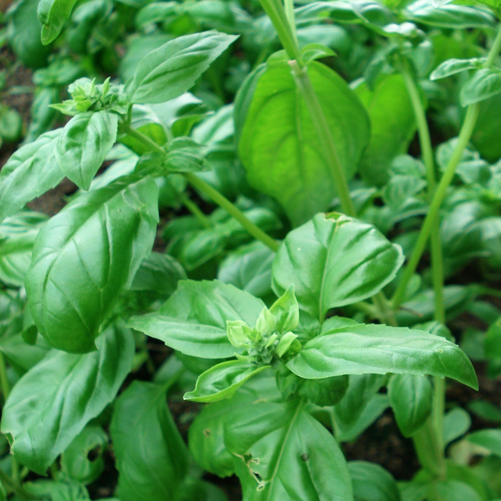 BASIL GENOVA 265+ Seeds HERBAL Remedy TEA Medicinal HERBS | eBay Australia