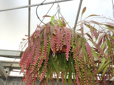 Kimnachia ramulosa (Pseudorhipsalis ramulosa) red mistletoe cactus ...