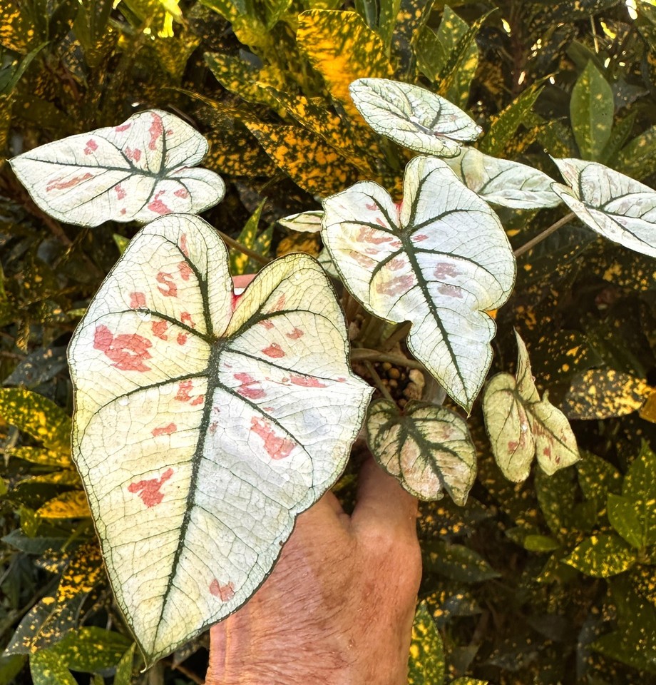 Caladium Established Variegated Aroid Indoor Outdoor Plant Corm | Colly ...