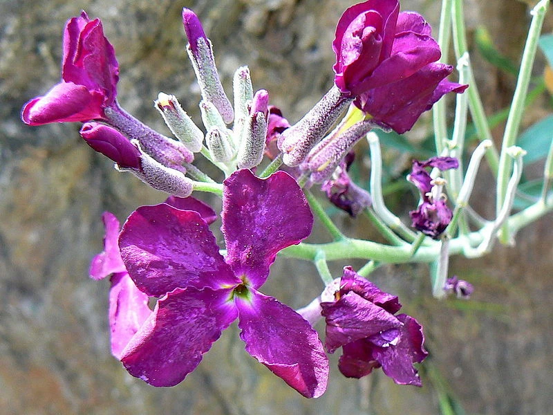 Matthiola Incana Seeds