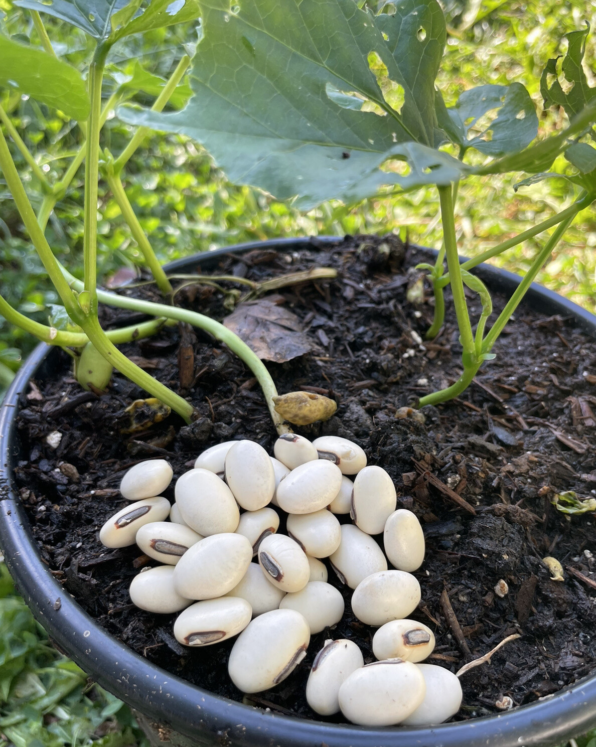 50 seeds long jack beans canavalia ensiformis For Growing | eBay