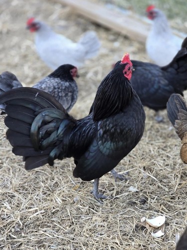 6 - Old English Game Bantam Hatching Eggs- Barnyard Mix | eBay