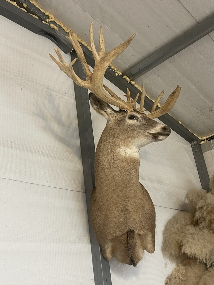 Deer Taxidermy Shoulder Mount For Sale 31-Point Stud Trophy Room Man ...