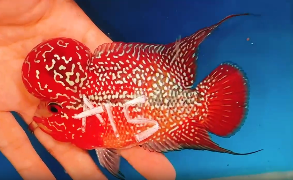 Exotic Flowerhorn Kamfa F3 Vibrant Color | Unique Shape | Live Fish #15 ...