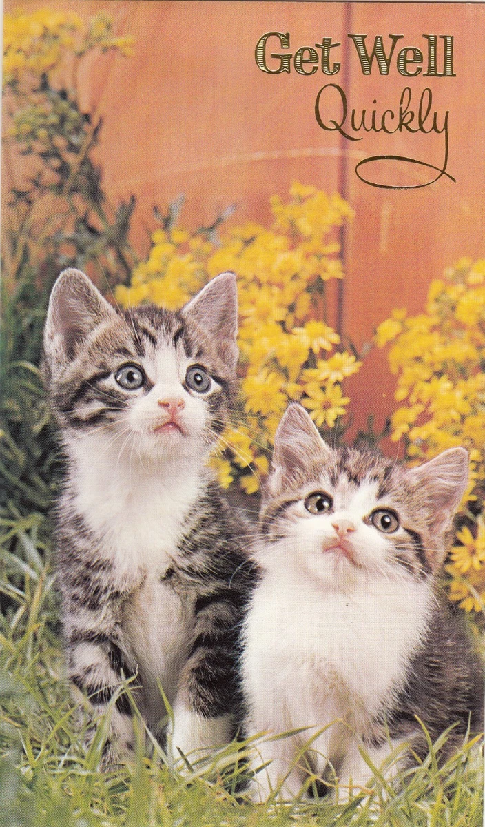 Get Well Soon Cute Cat