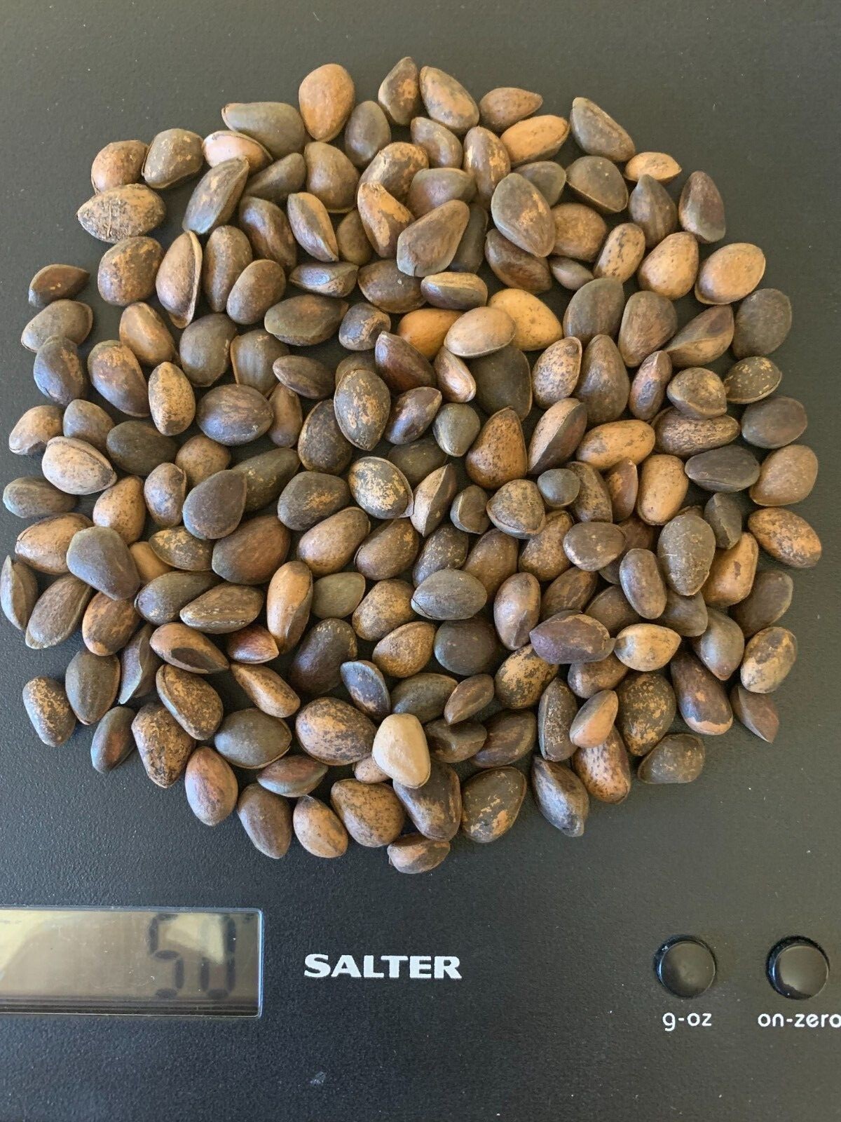 Cedar Nuts~Grade A Premium Nuts~25g 50g 75g 100g 200g~Tasty Treat for ...