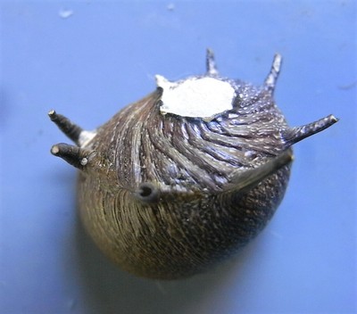 seashell Clithon corona GIANT 16-18mm F+++ | eBay