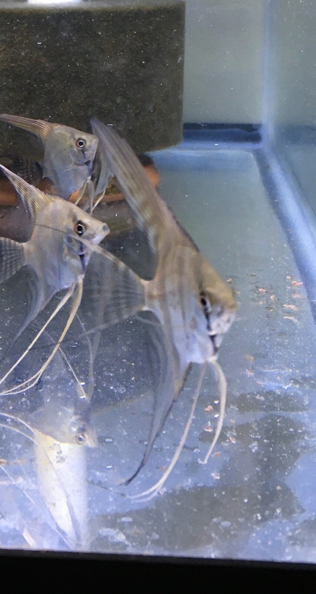 Silver Veil Angelfish