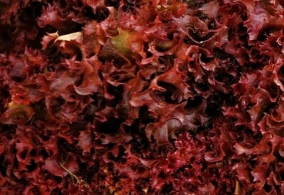 RUBY RED LETTUCE SEEDS 1000+ healthy GARDEN LEAFY greens SALAD FREE ...