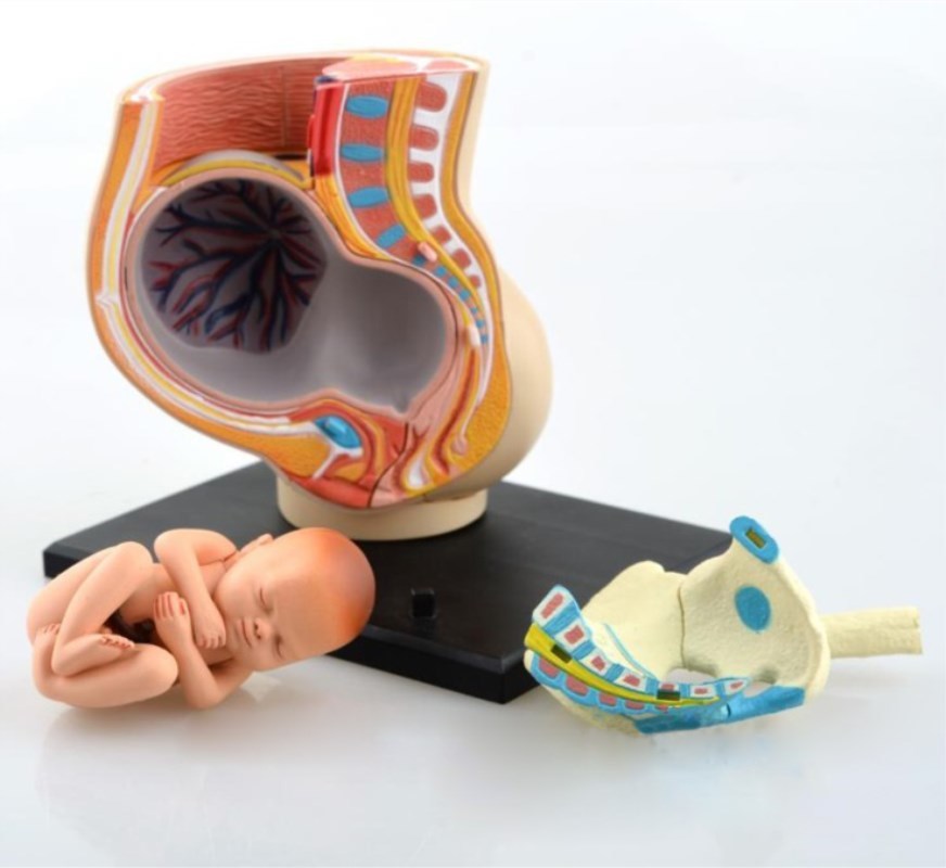 Human Pregnancy Pelvis Anatomy Anatomical Model 4D Educational Teaching ...