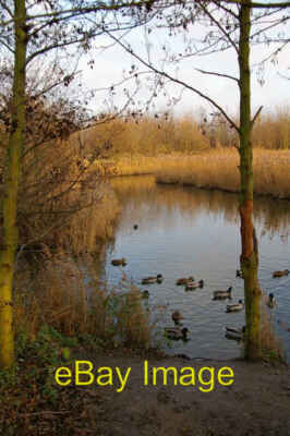 Photo 6x4 Reedbed with Ducks Barton-Upon-Humber December scene in ...