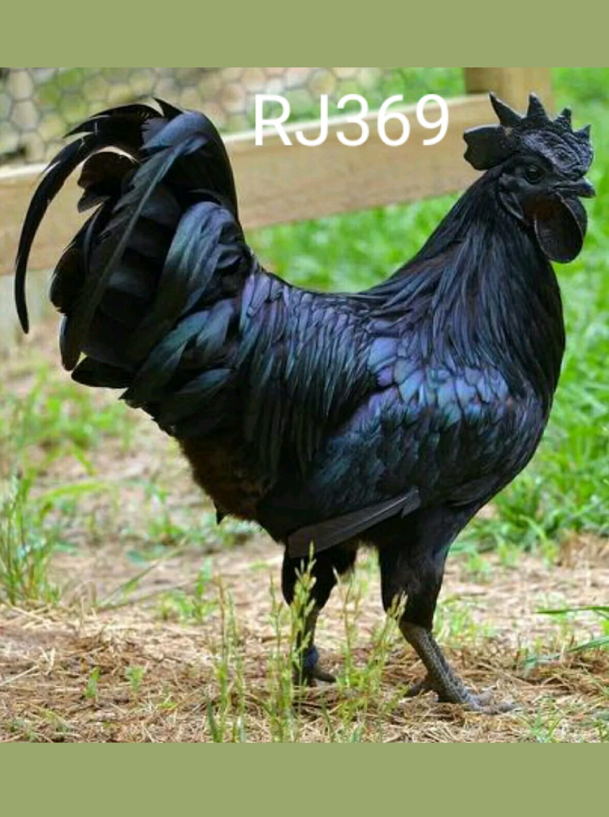 3 Pure Svart Hona Fertile Hatching Eggs Totally Black Exotic Rare Breed ...