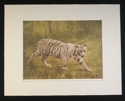 Charles Frace' "WHITE TIGER" 11 x 14 Matted Wildlife Print | eBay