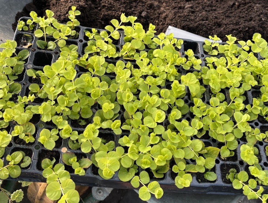3x LYSIMACHIA PLUG PLANTS - Creeping Jenny Plug Plants - UK GROWN | eBay UK