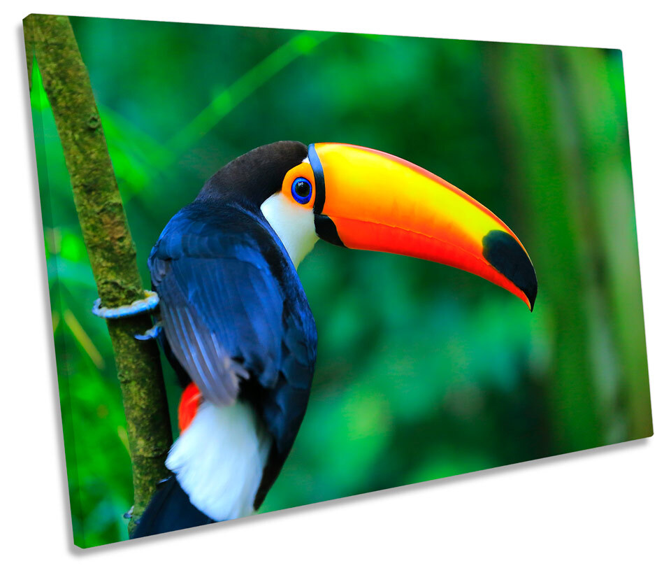 Rainforest Animal Pictures To Print Amazon Rainforest Animals