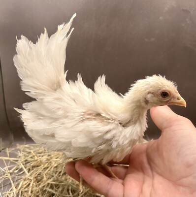 Poultry - Serama Eggs