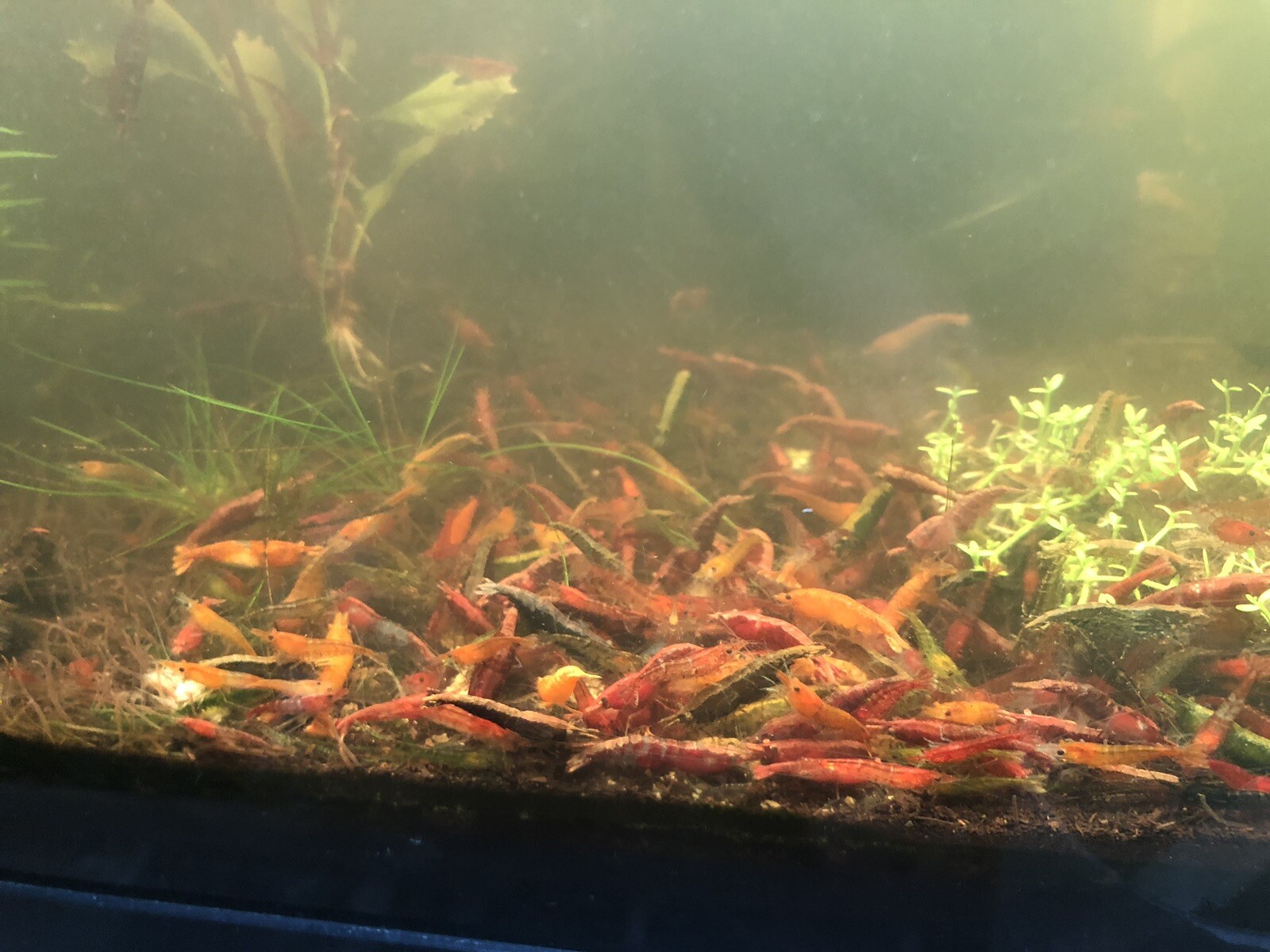 10+2 Live Neocaridina Shrimp CULL Mix, Freshwater Aquarium Shrimp, USA ...