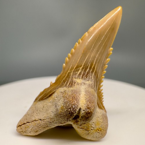 Colorful 1.35" Fossil HEMIPRISTIS SERRA Shark Tooth - Bone Valley, FL ...