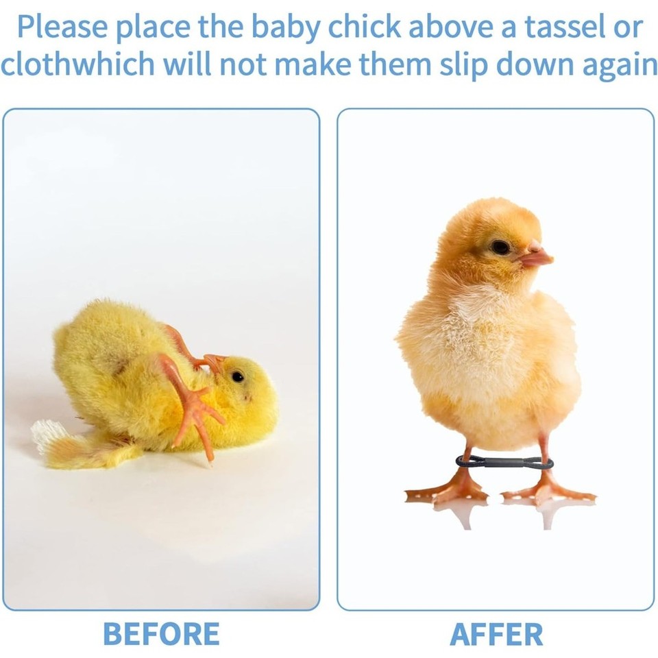 100PCS Baby Chicken Splay Leg Hobble Brace Adjustable Poultry Leg Bands ...