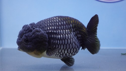 Sapphire Ranchu Female Goldfish | eBay