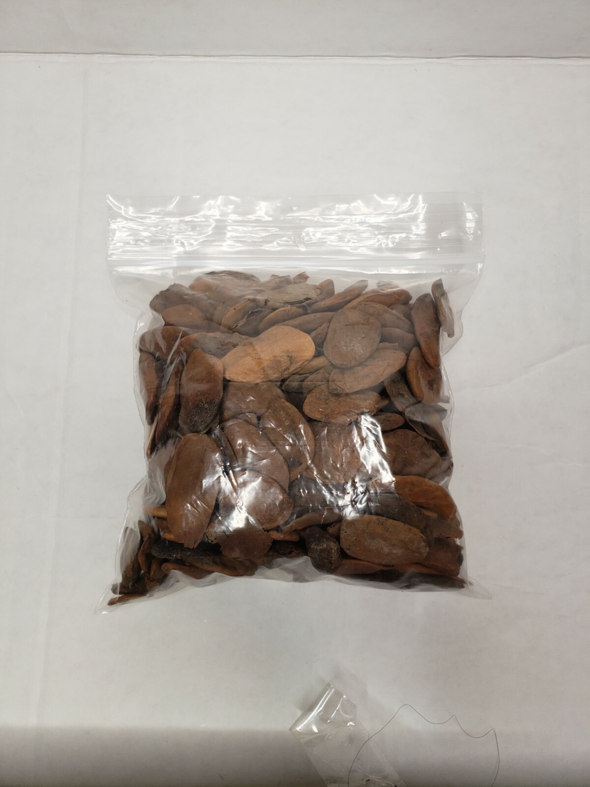 SALES Abere Seeds Miracle Seeds (Hunteria Umbellata) Diabetes seeds | eBay