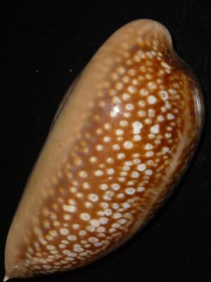 156 Cypraea cervus 127.3mm TOP GRADING IMPORTANT NATURAL SEASHELL RARE ...