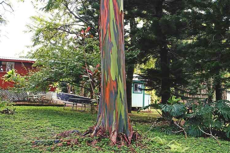 LIVE PLANT TREE Rainbow Eucalyptus, Mindanao Gum, Bagras, Kamarere ...
