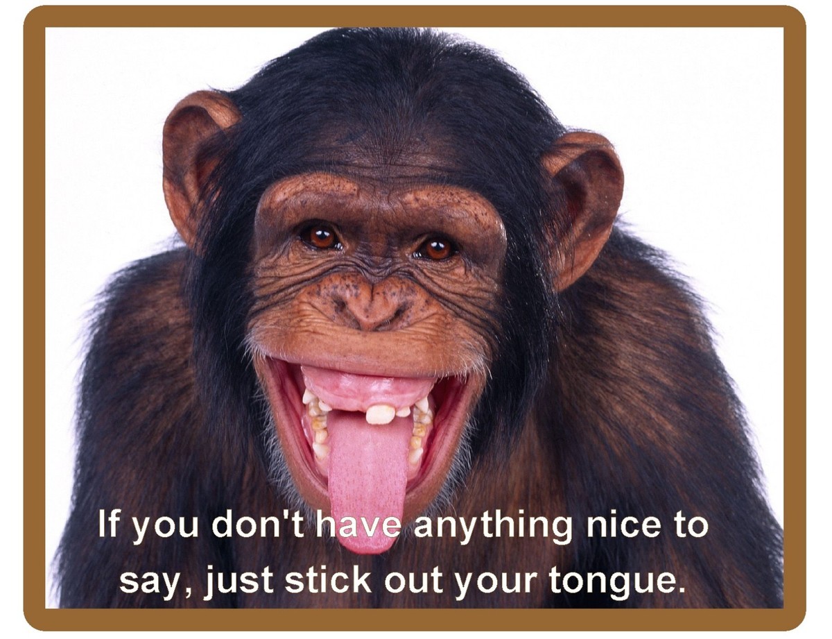 Funny Sticking Tongue Out Meme Funny Chimp Monkey Nice Tongue