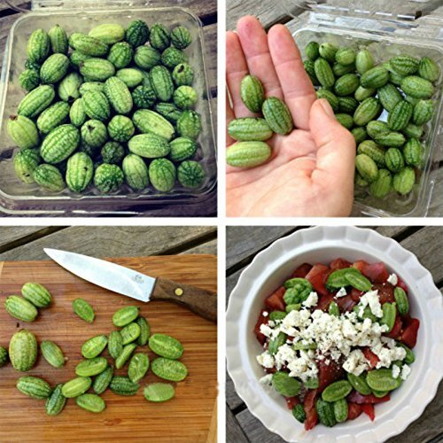 Mini Thumb Watermelon Fruit Vegetables Seeds 60+ Cucamelon Mexican Sour ...
