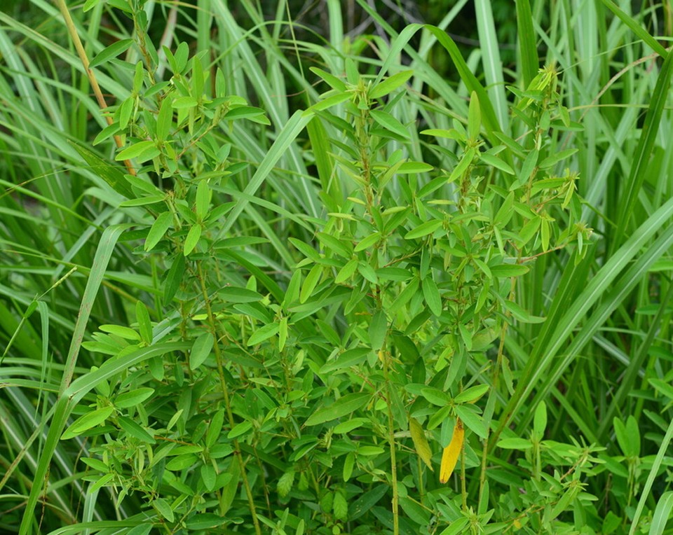 Codariocalyx motorius, Desmodium gyrans green midrib Telegraph Plant 10 ...