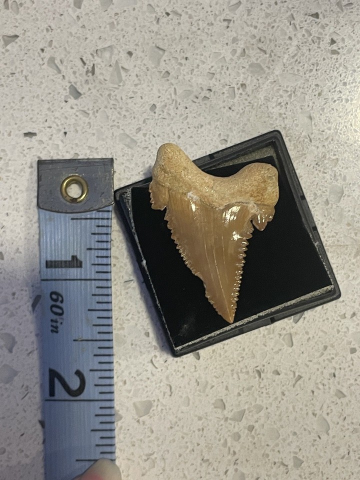 Paleocarcharodon Prehistoric Shark Tooth With Serrations And Cusplets ...