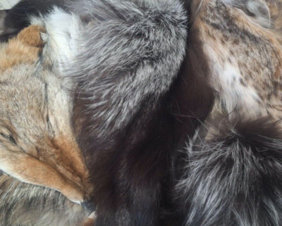 New Scrap Fur Pieces! - Faces - Crafts Fly Tying Educational Materials ...