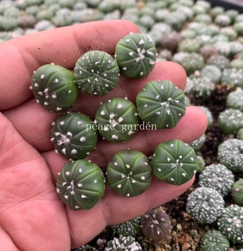 20PCS 1.5cm seedling Astrophytum asterias Primitive succulent plants ...