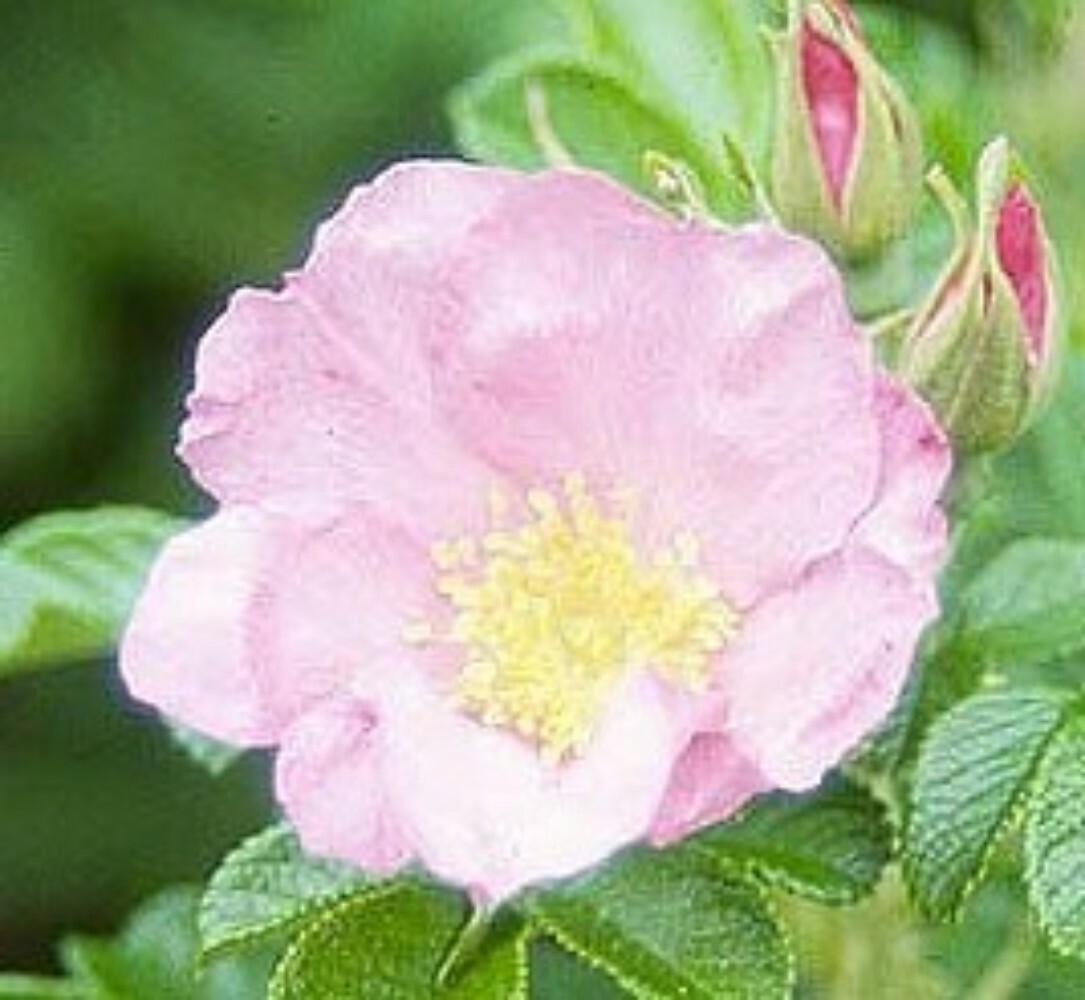 Rugosa Landscape Rose SEED MIXED Colors HARDY!! | eBay