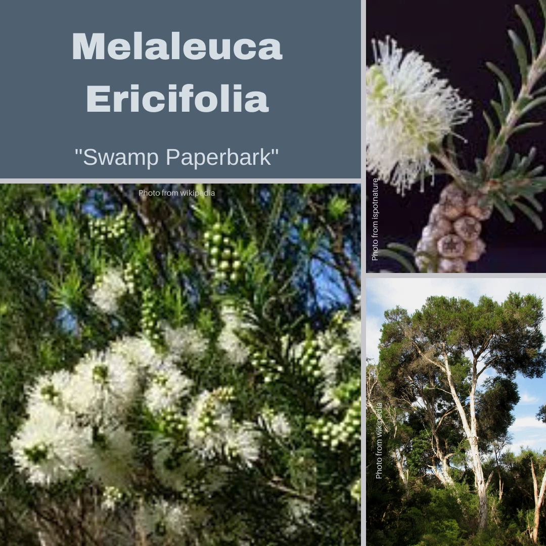 Melaleuca Ericifolia