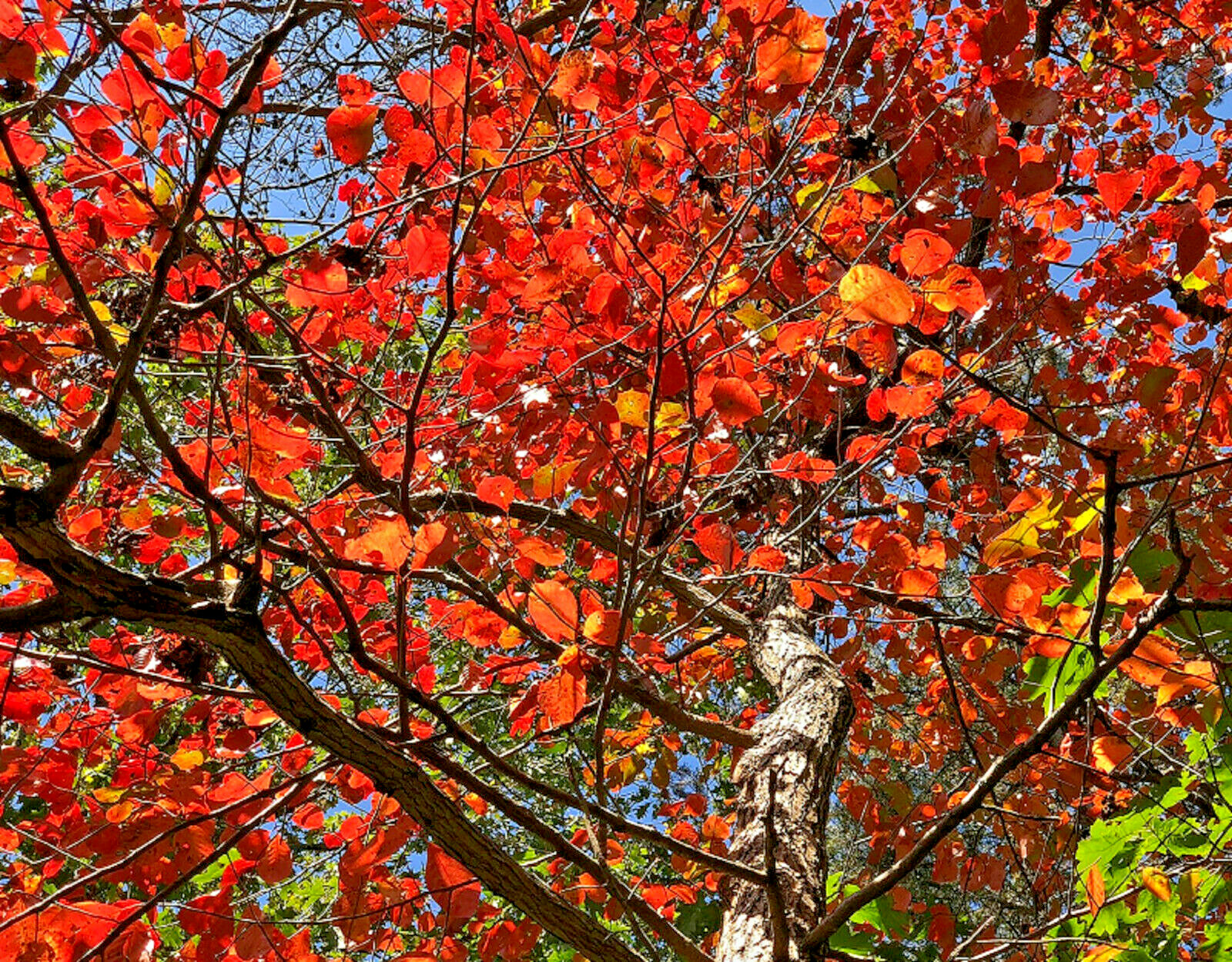 10 'Wildfire' Black Tupelo Tree Seeds (Nyssa sylvatica) MEDICINAL ...