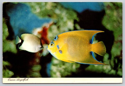 Postcard Queen Angelfish Coral World St Thomas US Virgin Islands 51 | eBay