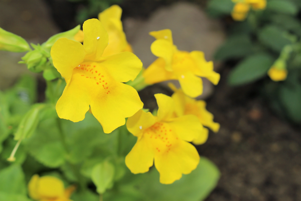 250 YELLOW MONKEY FLOWER Mimulus Grandiflorus Perennial Flower Seeds | eBay