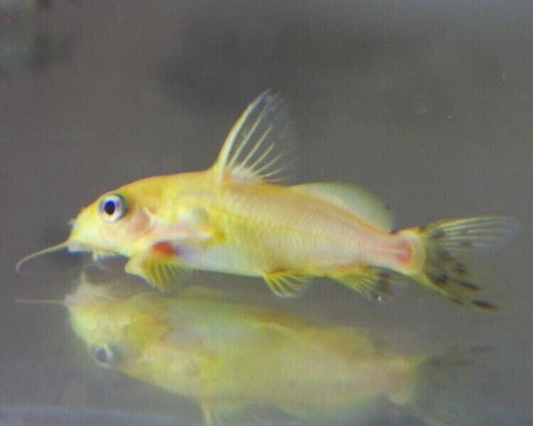 Golden Nigrita Synodontis catfish 4" | eBay
