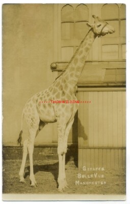 RP BELLE VIEW The Zoo GIRAFFE Manchester LANCASHIRE | eBay UK