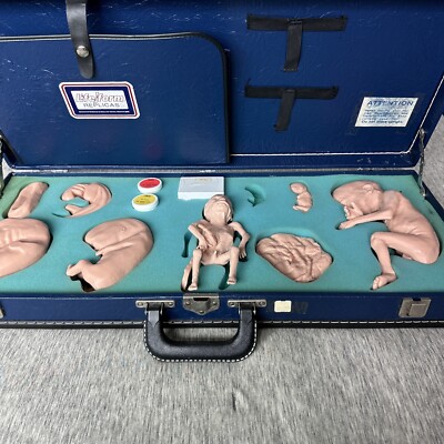 Life Form Replicas Human Reproduction And Development Fetus Model ...