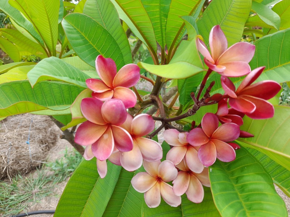 FRANGIPANI CUTTING GEORGE BROWN | eBay Australia