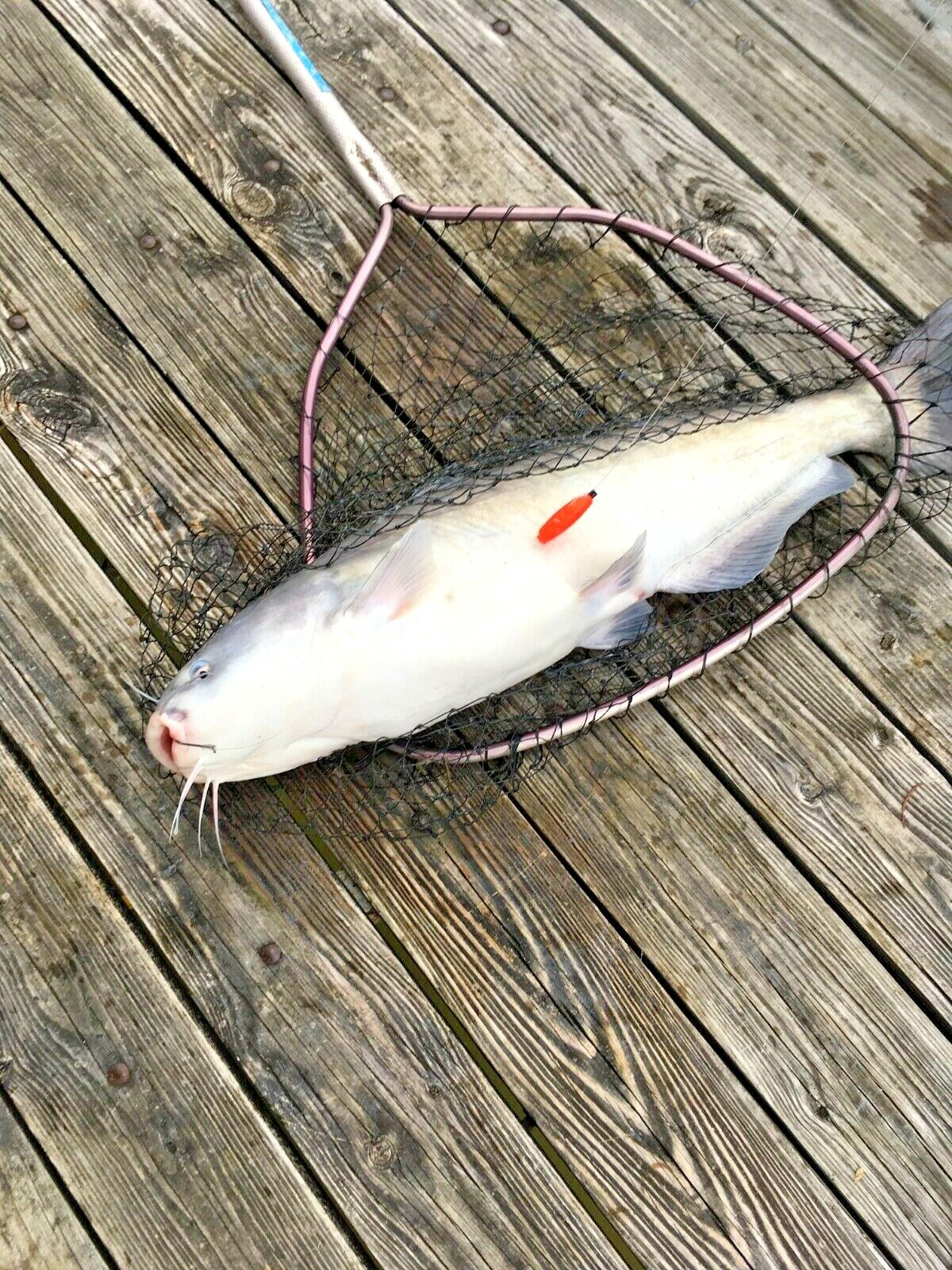 (5) Santee Cooper Catfish Rigs-Circle Hooks- Slip Float --.Egg or No ...