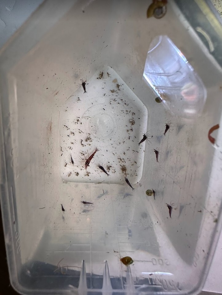 Free overnight shipping: 30 captive-bred Sulawesi Cardinal Shrimp | eBay