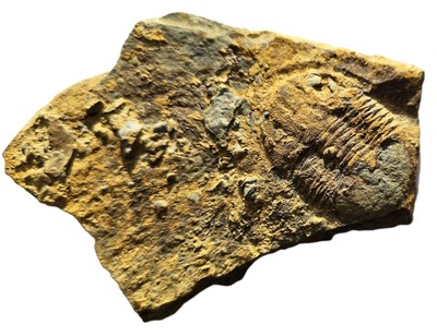 British Lower Ordovician TRILOBITE FOSSIL Asaphellus homfrayi ...