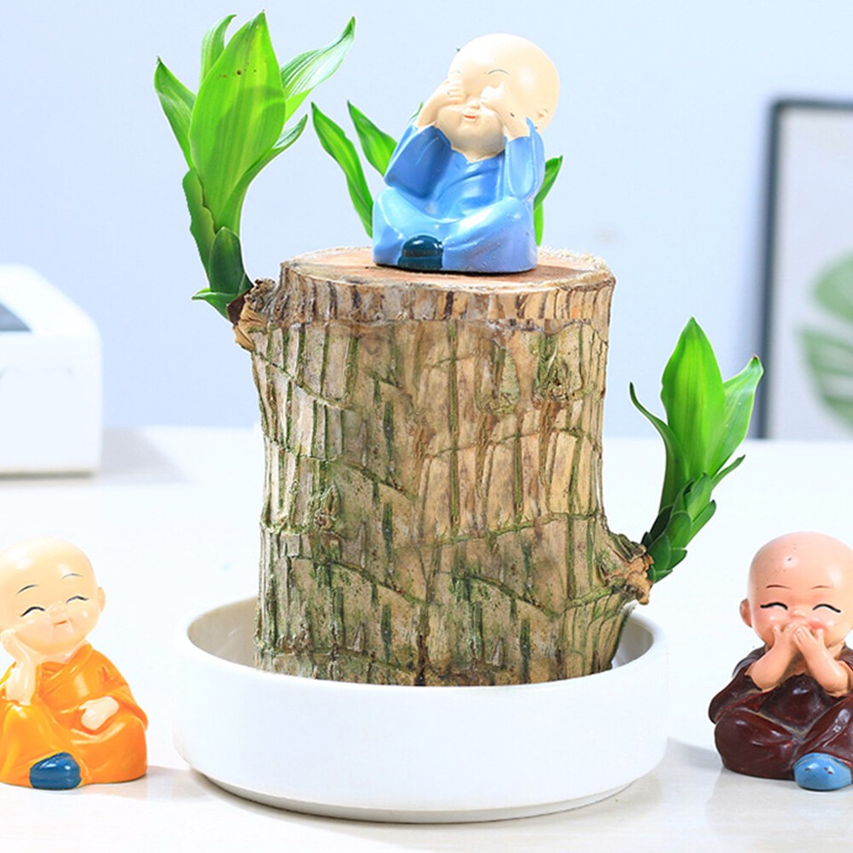 Groot Green Plant Brazilian Wood Water Raise Lucky Wood Potted Small ...
