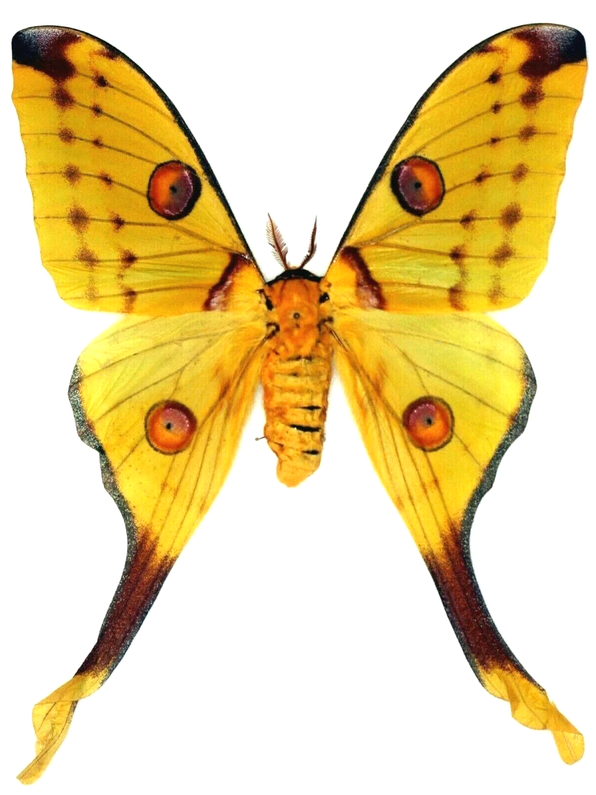 insect-moth-argema-mittrei-rare-madagascar-moon-moth-perfect-female-ebay