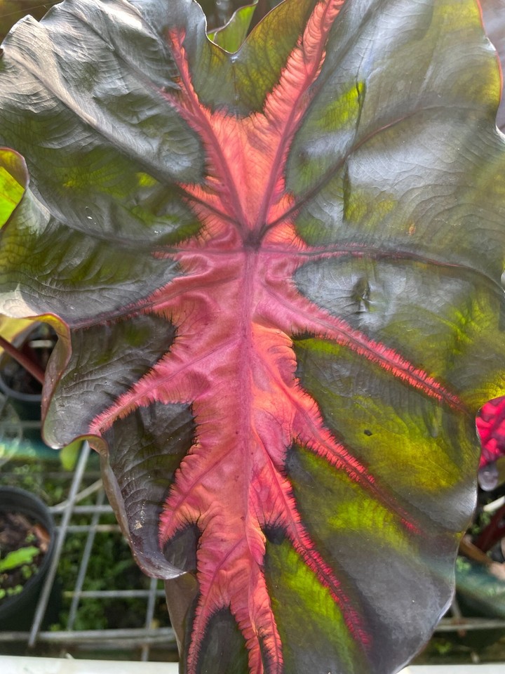 Colocasia Redemption / Elephant Ear – Large 1 Gallon Size - Largest on ...