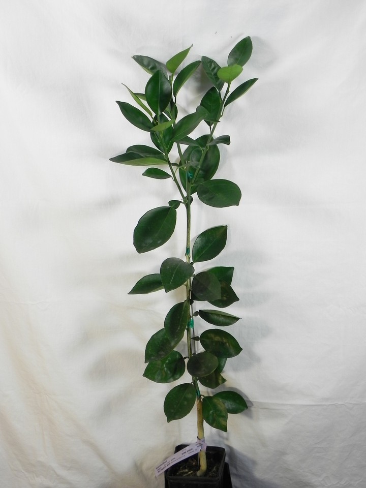 Hamlin Sweet Orange Tree - 24-36" Tall Live Citrus Plant - Gallon Pot ...