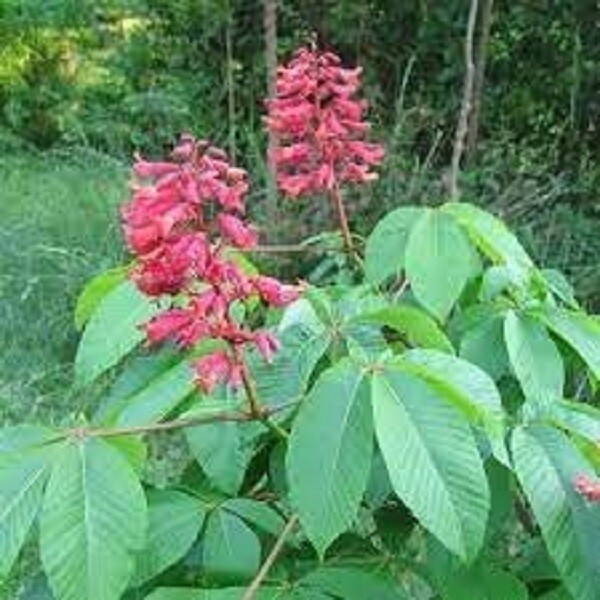 1 live RED BUCKEYE up to 3 ft tall tree | eBay